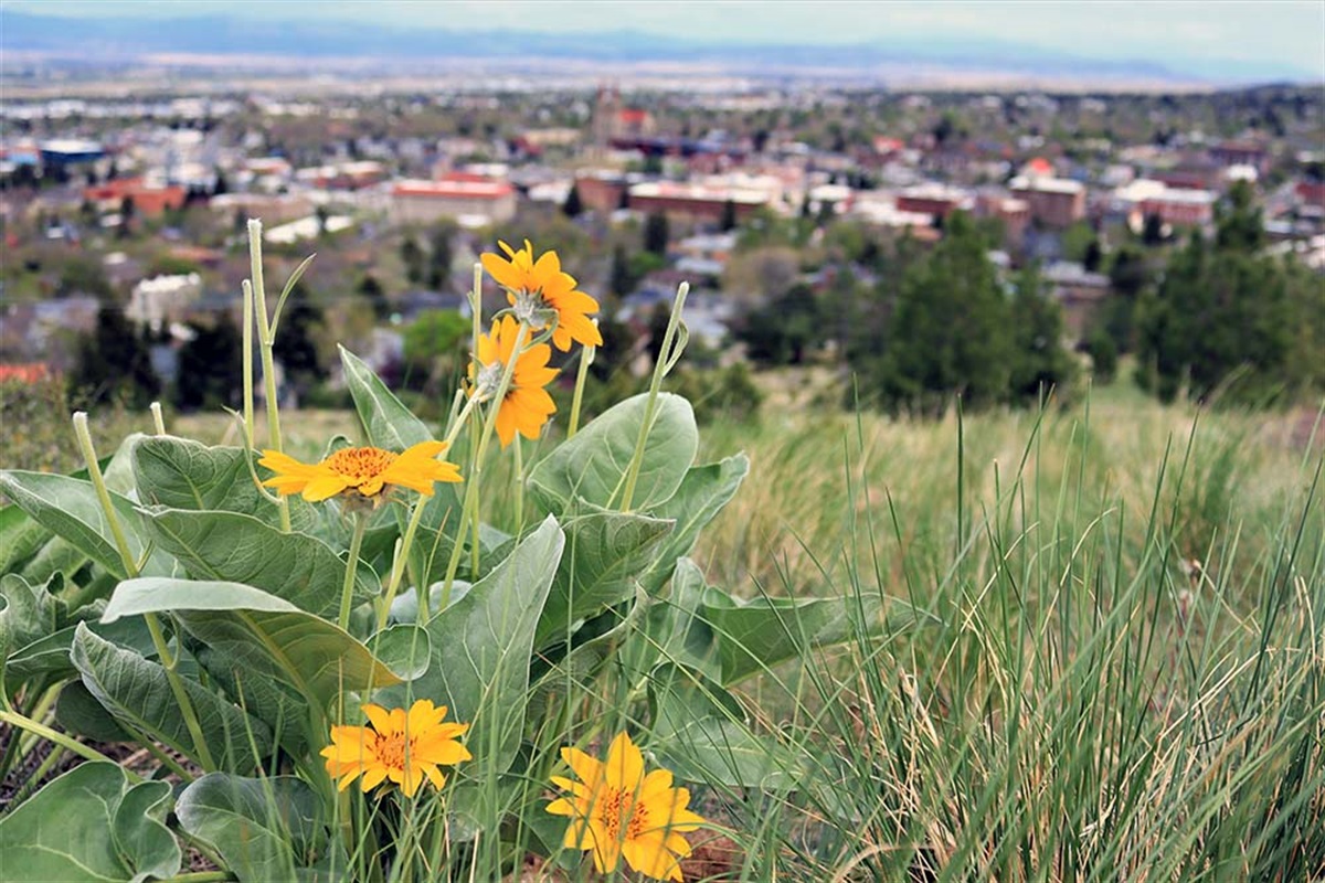 Welcome to the City's new Website - City of Helena, MT